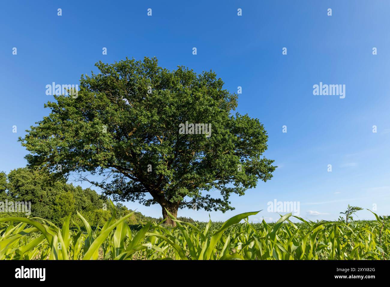 one high oak in the summer in a field, a green oak in green corn on a ...