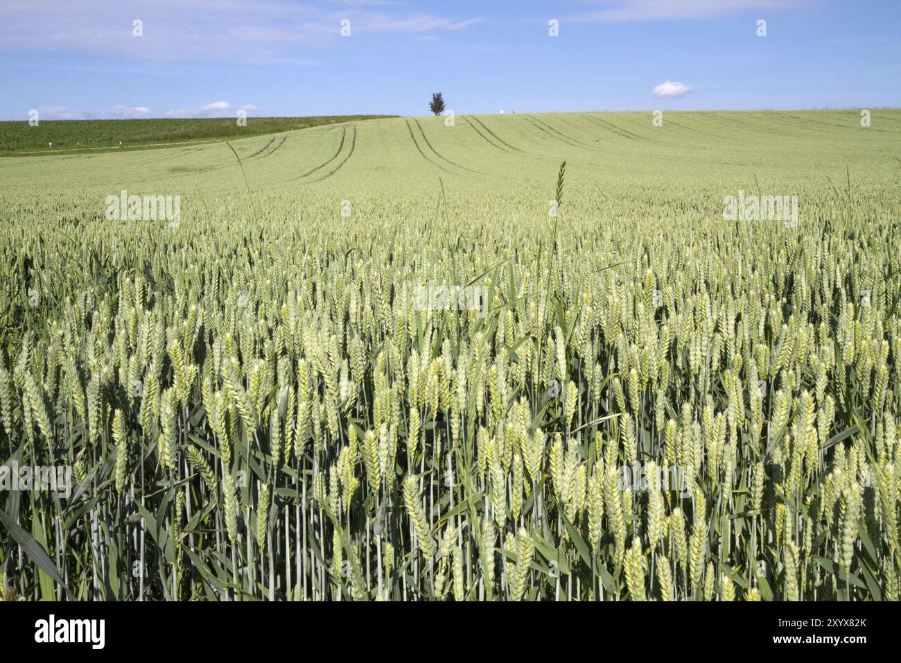 Wheat field in Bavaria Stock Photo - Alamy