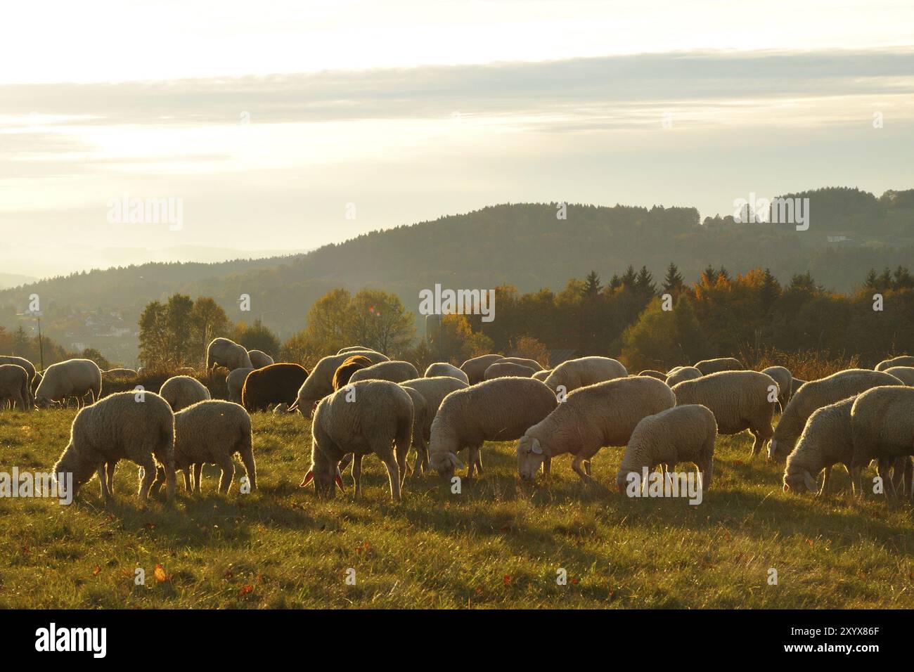 Merino sheep on the pasture. Flock of sheep Stock Photo - Alamy
