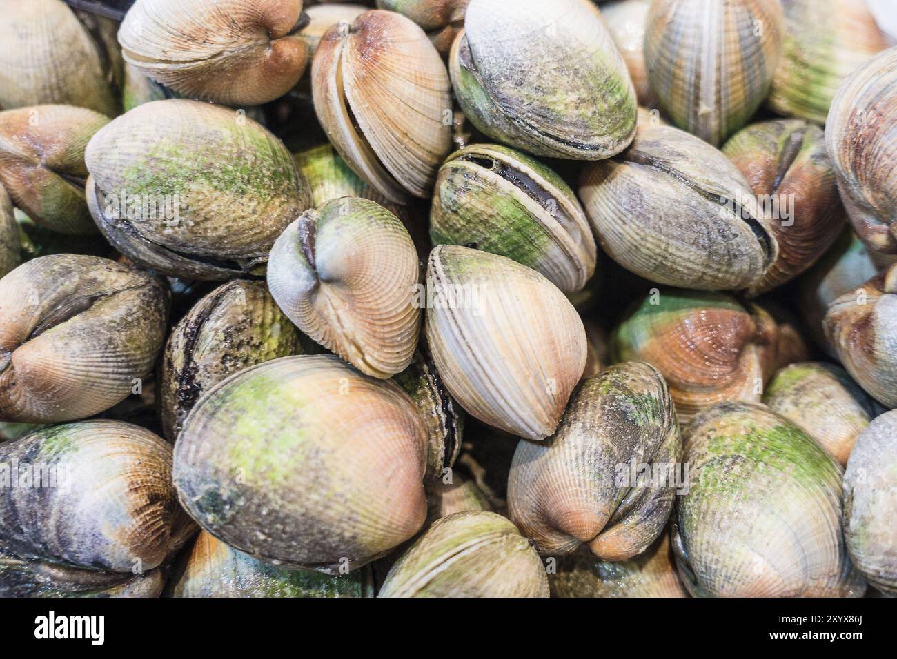 Fresh mussels at a fish market Stock Photo - Alamy