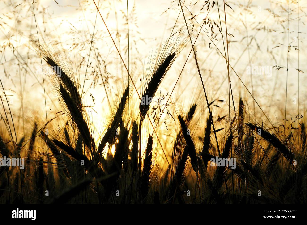 Cereal crops growing below hi-res stock photography and images - Alamy