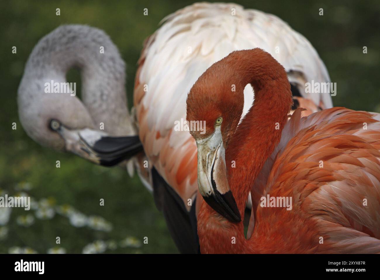 Flamingo preens feathers hi-res stock photography and images - Alamy