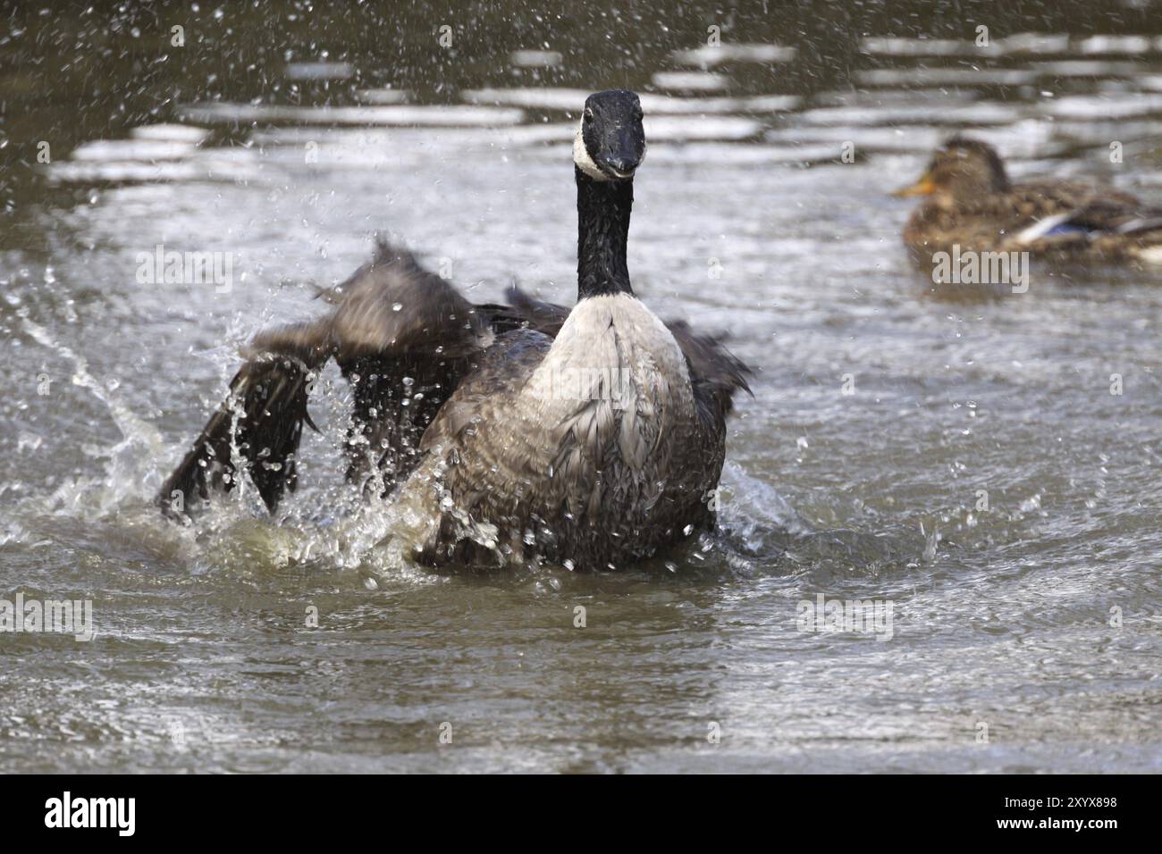 Canada goose bathing on hi-res stock photography and images - Alamy