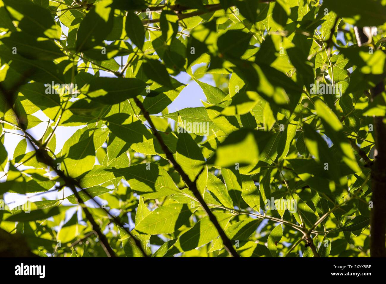 the green foliage of the ash tree in the summer, foliage of the ash ...