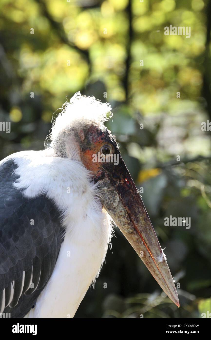 Marabou silhouette hi-res stock photography and images - Alamy