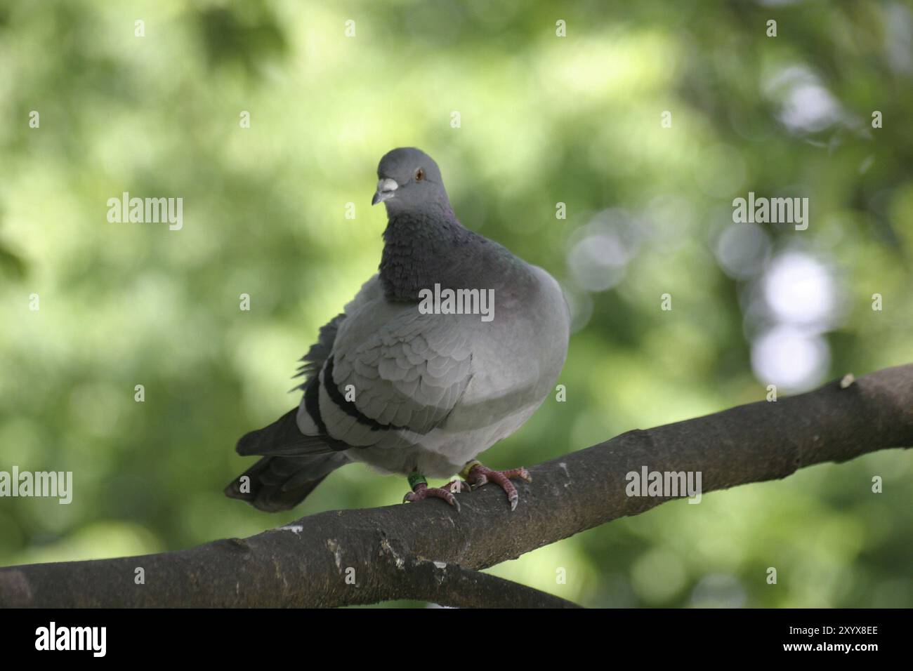 Pigeon in a tree Stock Photo - Alamy