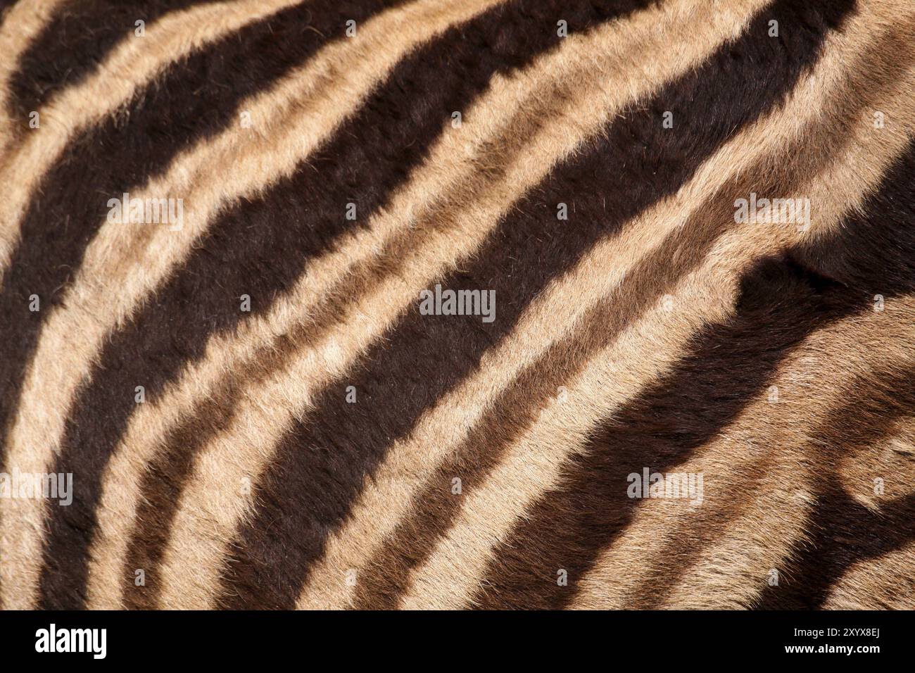 Details of zebras hi-res stock photography and images - Alamy