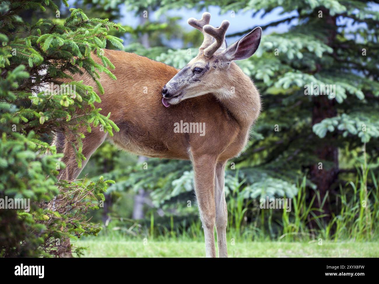 Whitetail Deer in Banff National Park Alberta Canada Stock Photo - Alamy