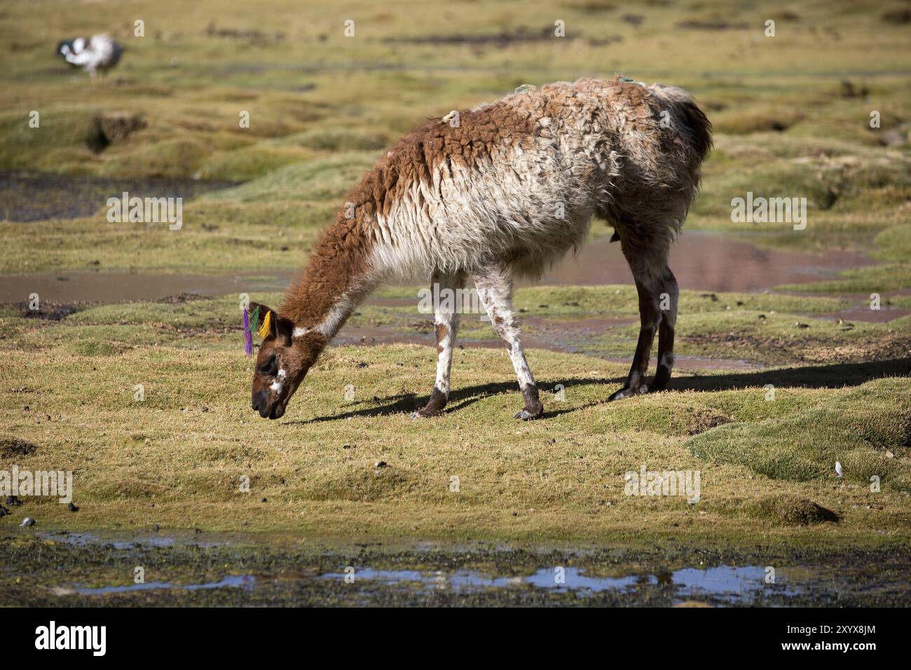 Feeding llamas hi-res stock photography and images - Alamy