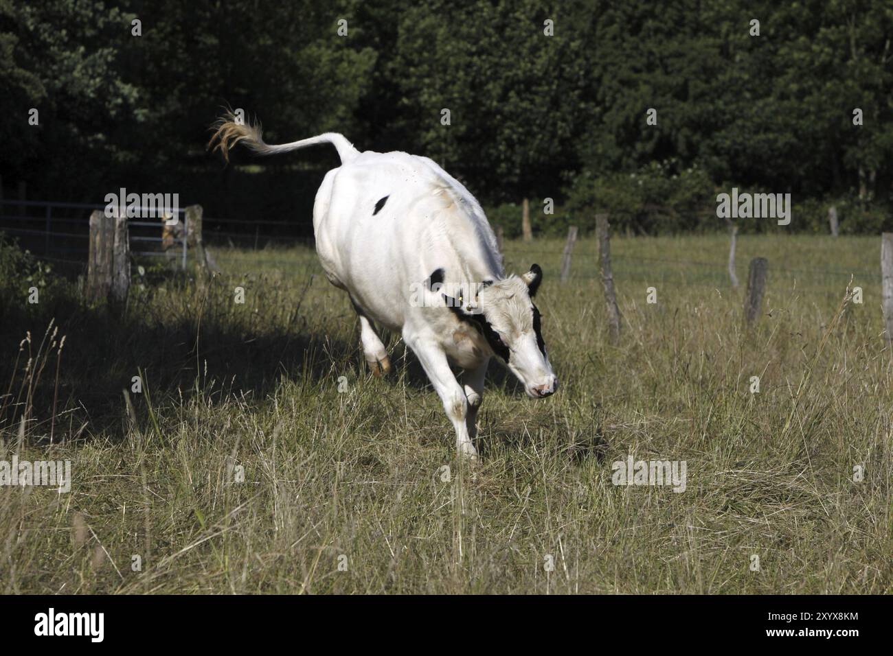 Running cow on a pasture Stock Photo - Alamy