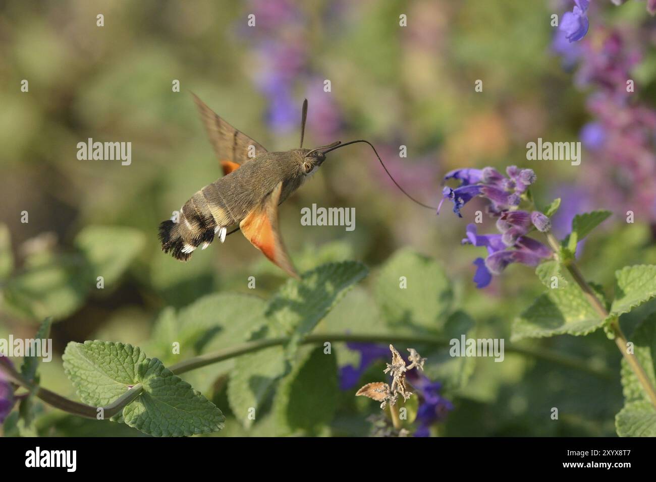 Hummingbird hawk-moth in a swirling flight. Pigeon-tailed hawk-moth in ...