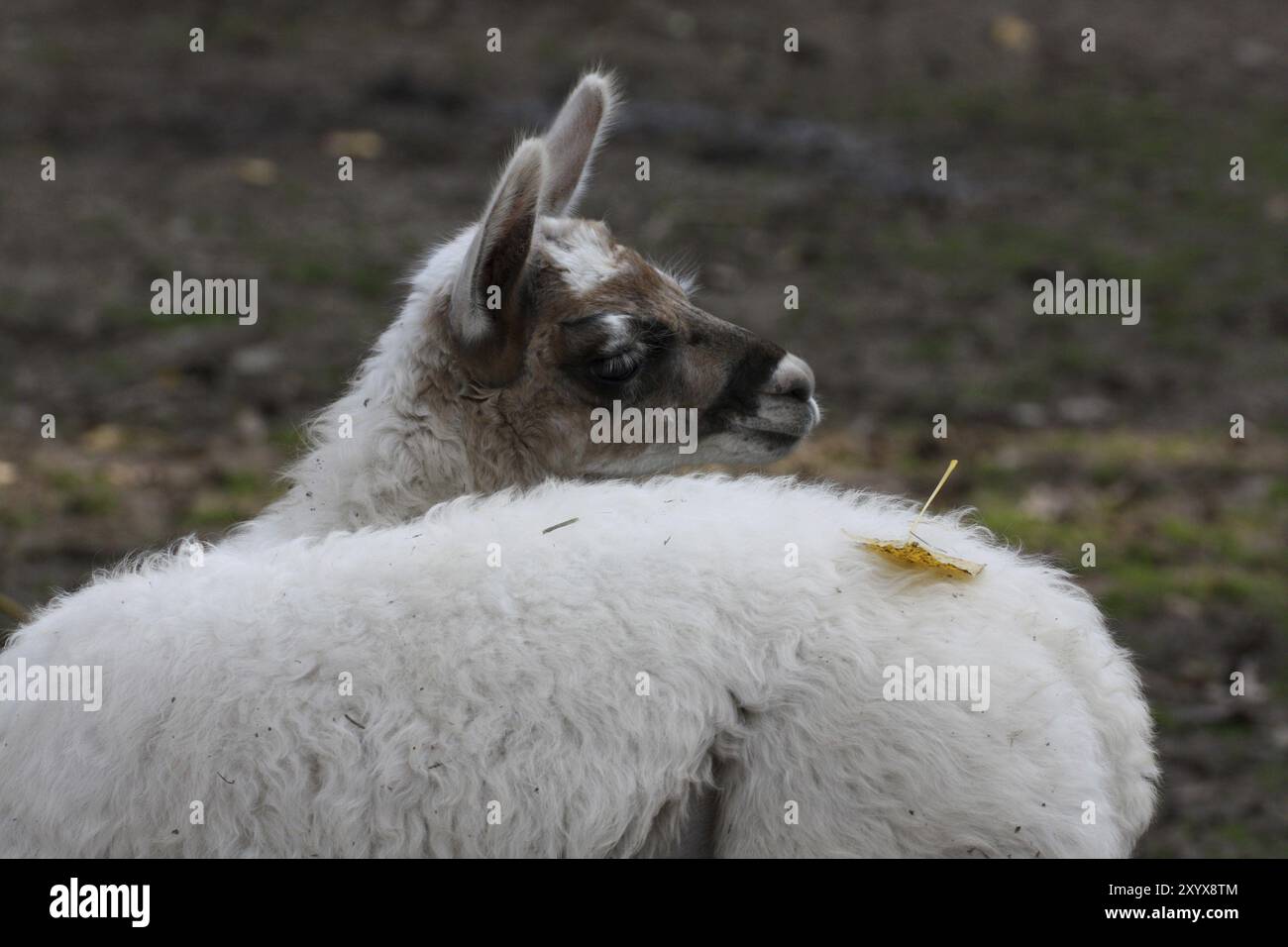 Lama spitting hi-res stock photography and images - Alamy