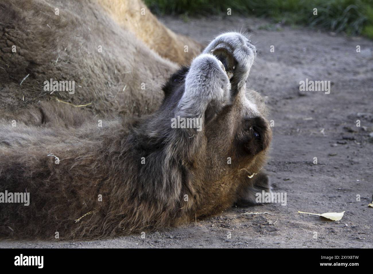 Rolling Bactrian camel Stock Photo - Alamy