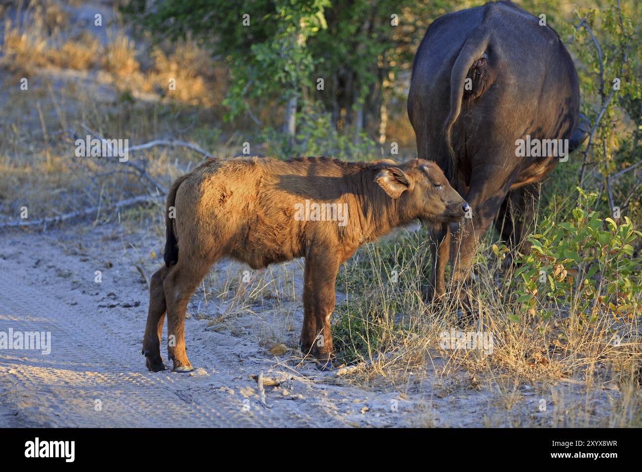 Buffalo calf with its mother Stock Photo - Alamy