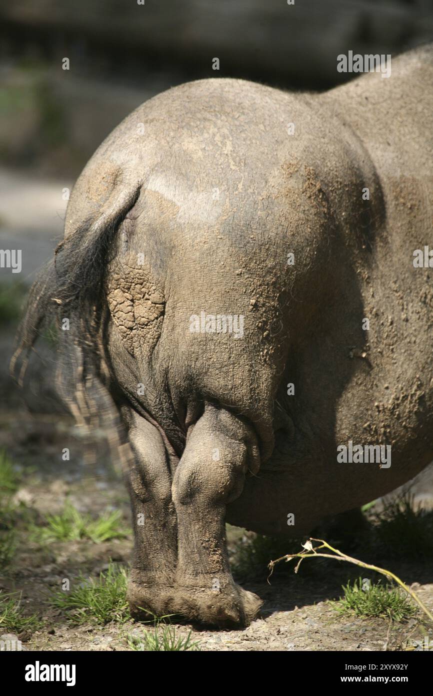 These pigs are mainly kept as pets in Vietnam Stock Photo - Alamy