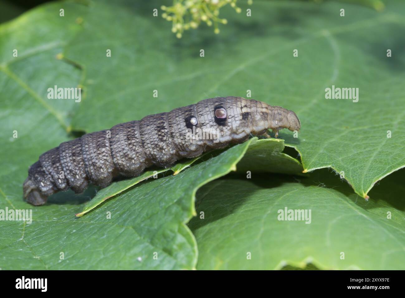 Small elephant hawk-moth, Deilephila porcellus, Small Elephant Hawk ...