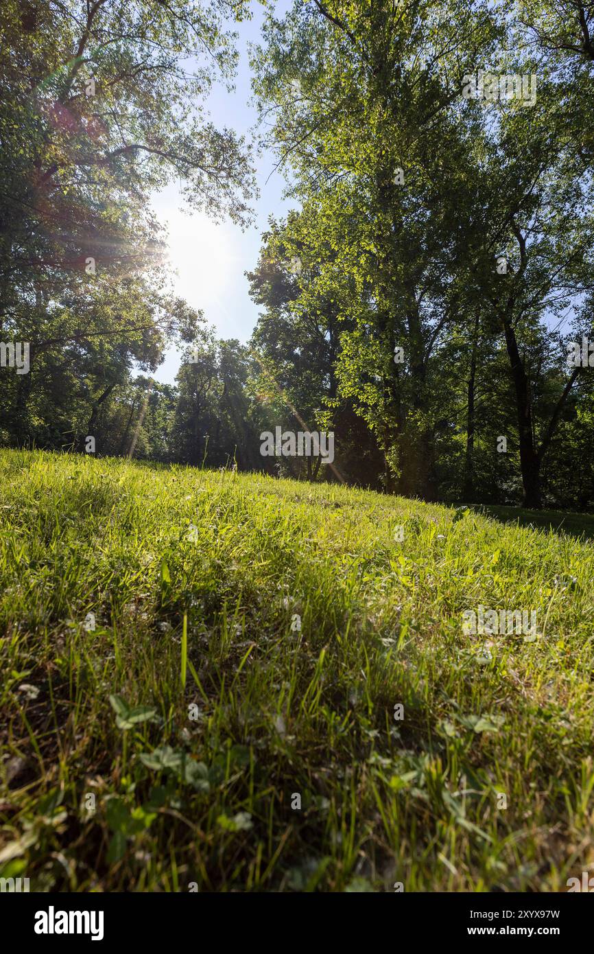 tall deciduous trees in the park in sunny weather, the sun shines ...