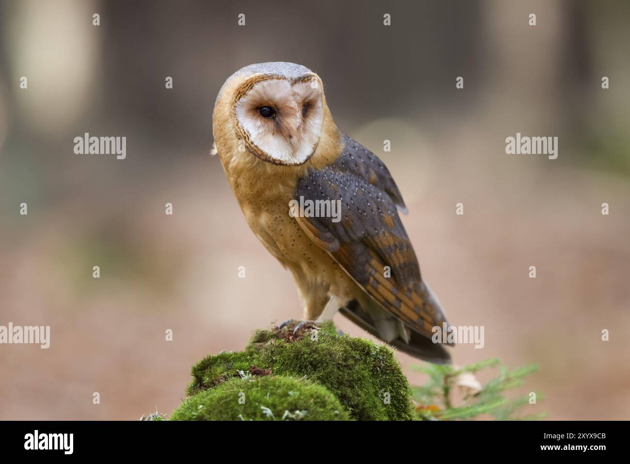 Barn Owl, Tyto alba, Common Barn Owl Stock Photo - Alamy