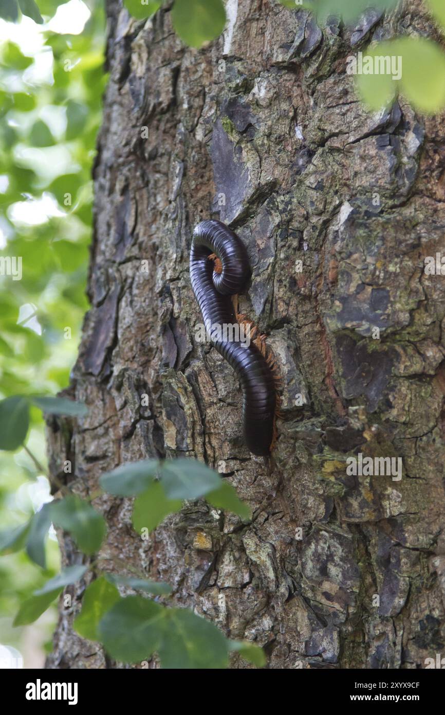 Millipede natural habitat hi-res stock photography and images - Alamy