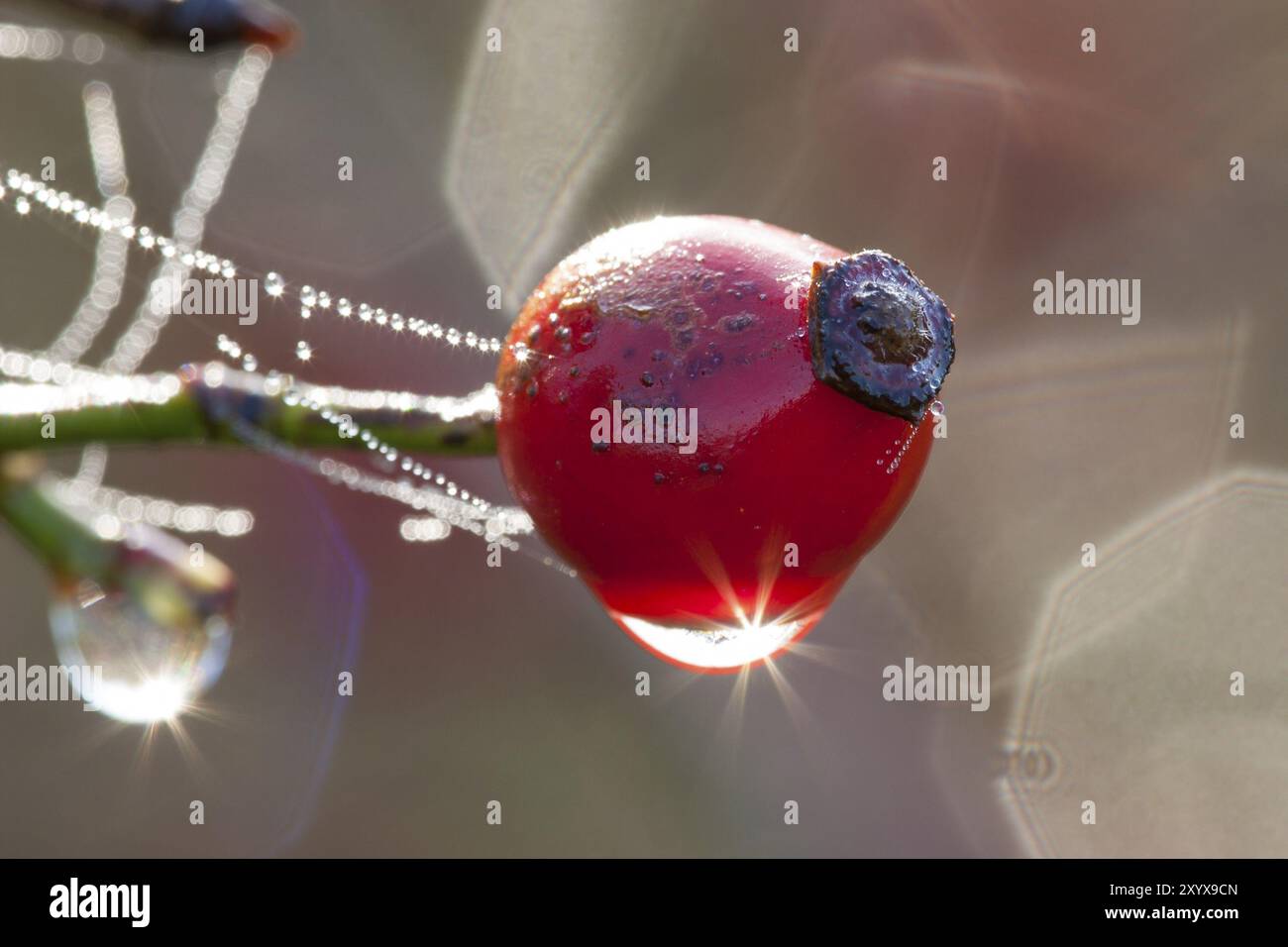 Back of rose hi-res stock photography and images - Alamy