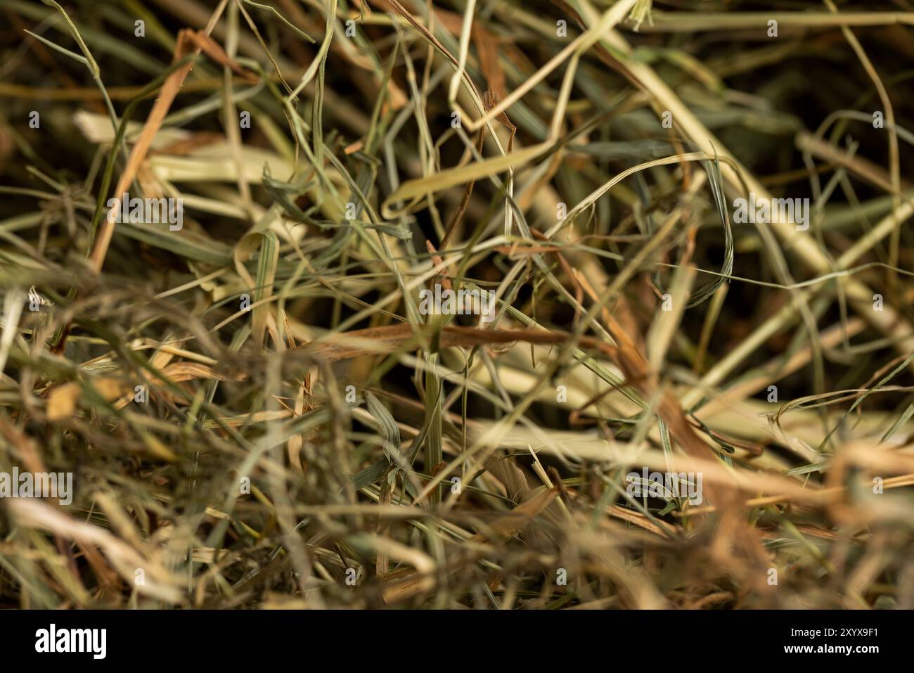 dry hay for animal feeding, Dehydrated Dried Grass for hay production ...