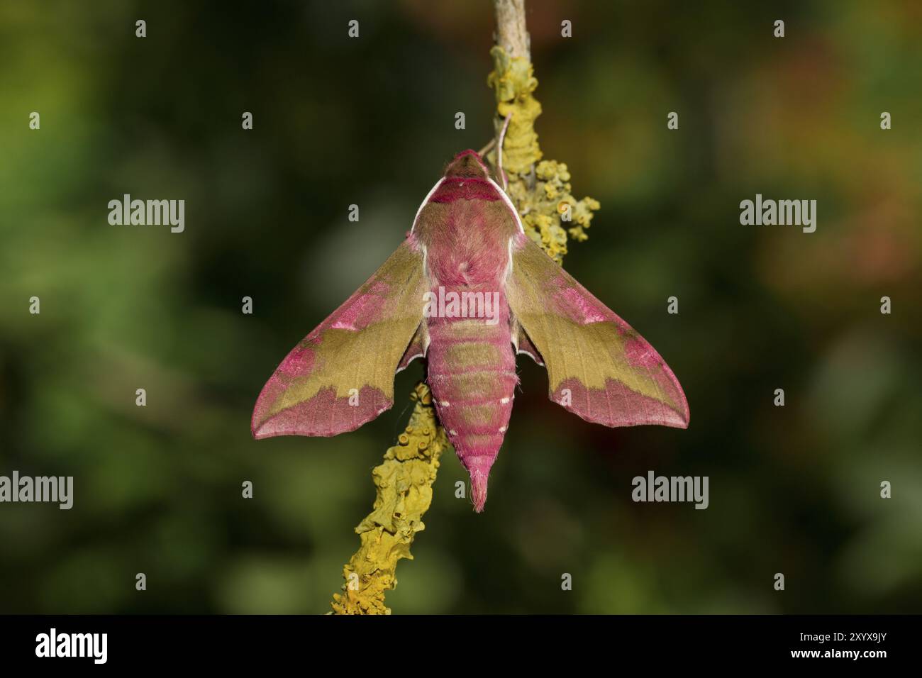 Small elephant hawk-moth Deilephila porcellus, small elephant hawk-moth ...