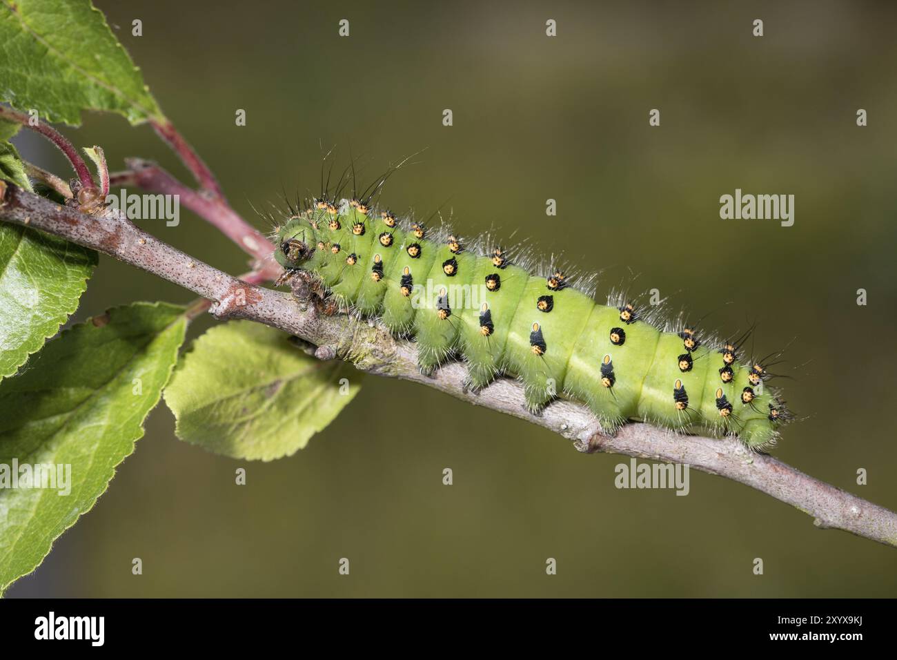 Small emperor moth, caterpillar, Saturnia pavonia, small emperor moth ...