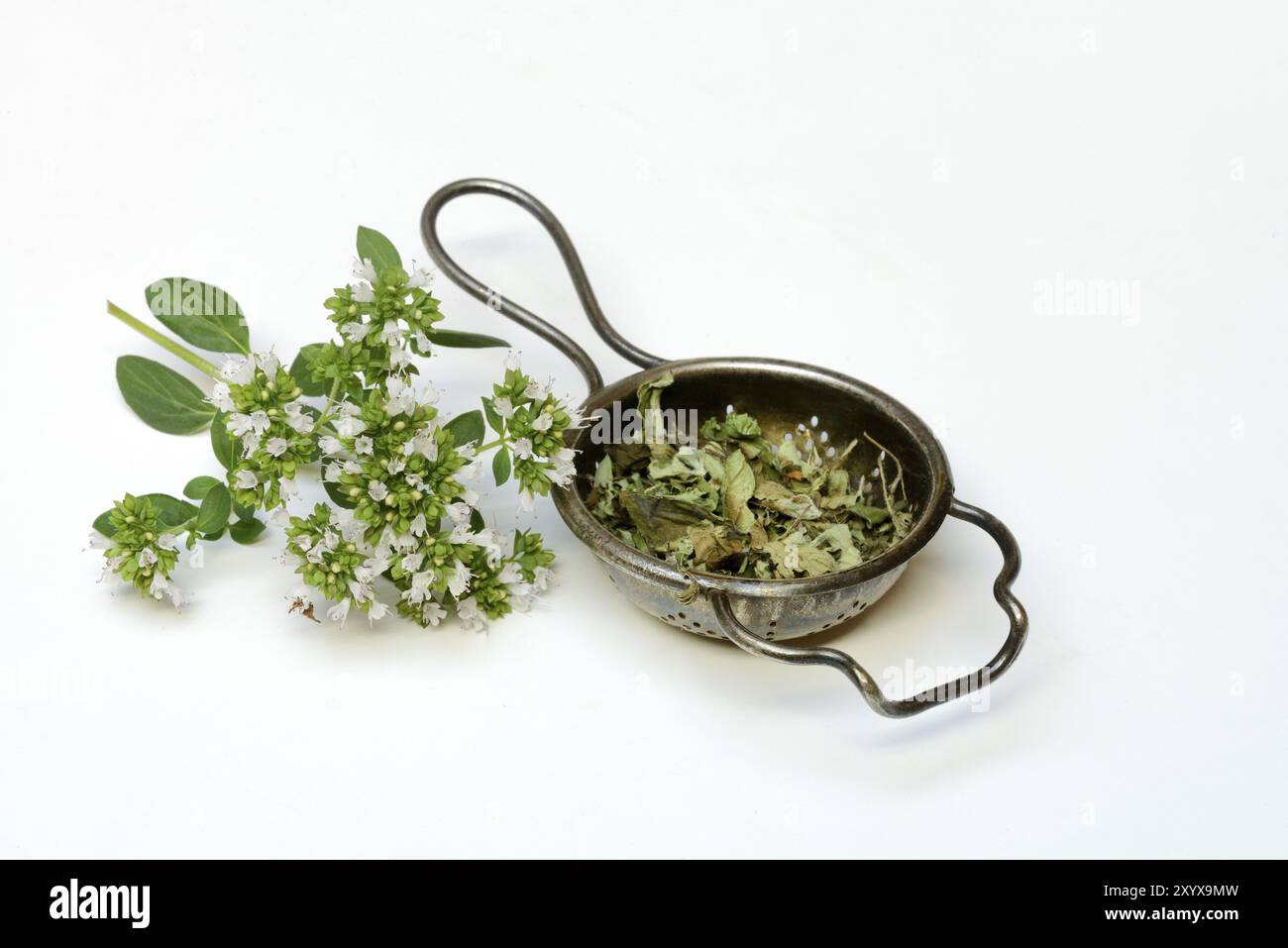 Dried oregano in a tea strainer and a sprig of flowering oregano ...