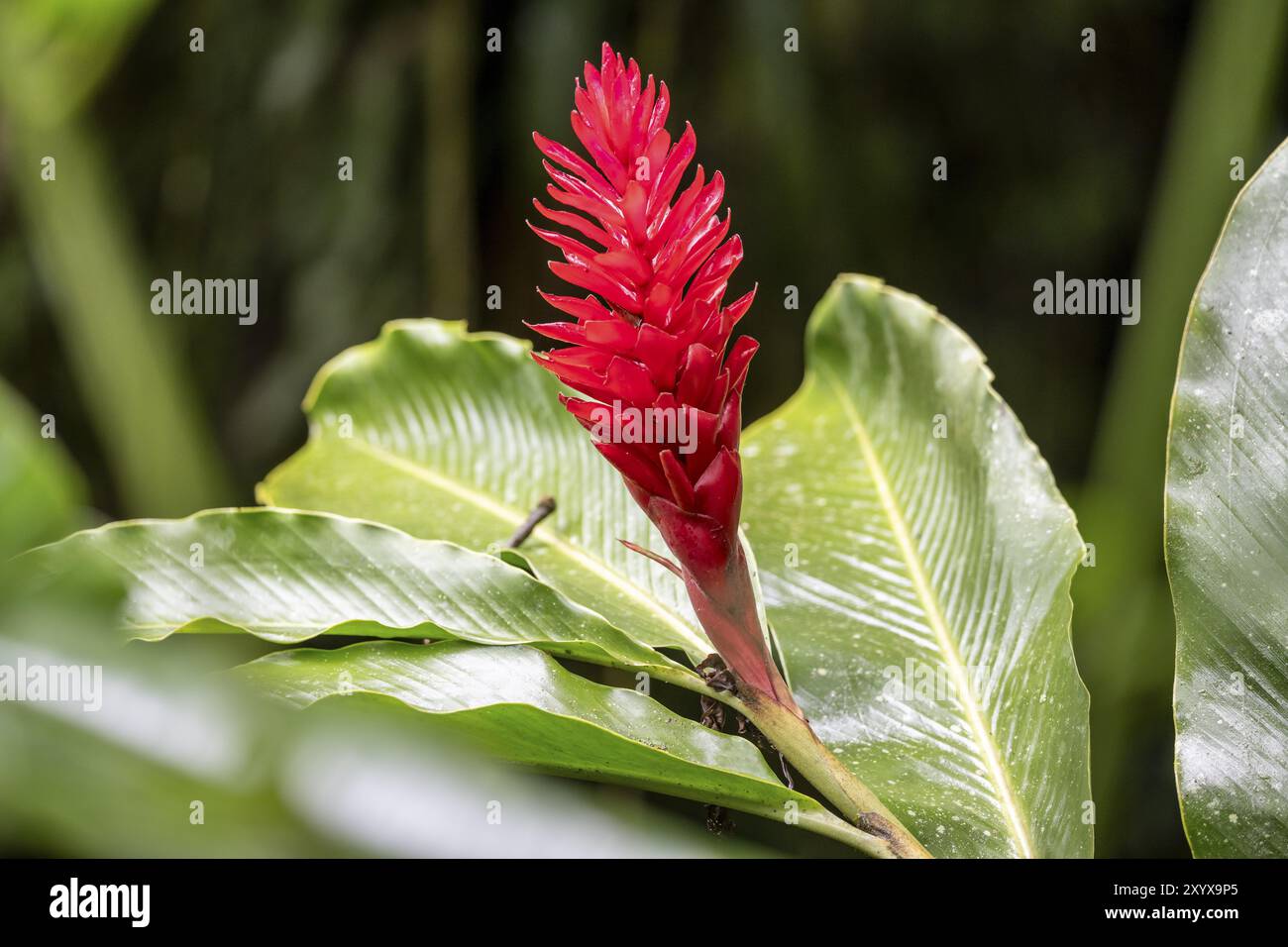 Alpinia purpurata, red flower, Laguna de Hule, Alajuela province, Costa ...