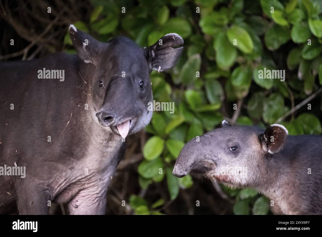 Baird's tapir (Tapirus bairdii), mother and young, looking into the ...