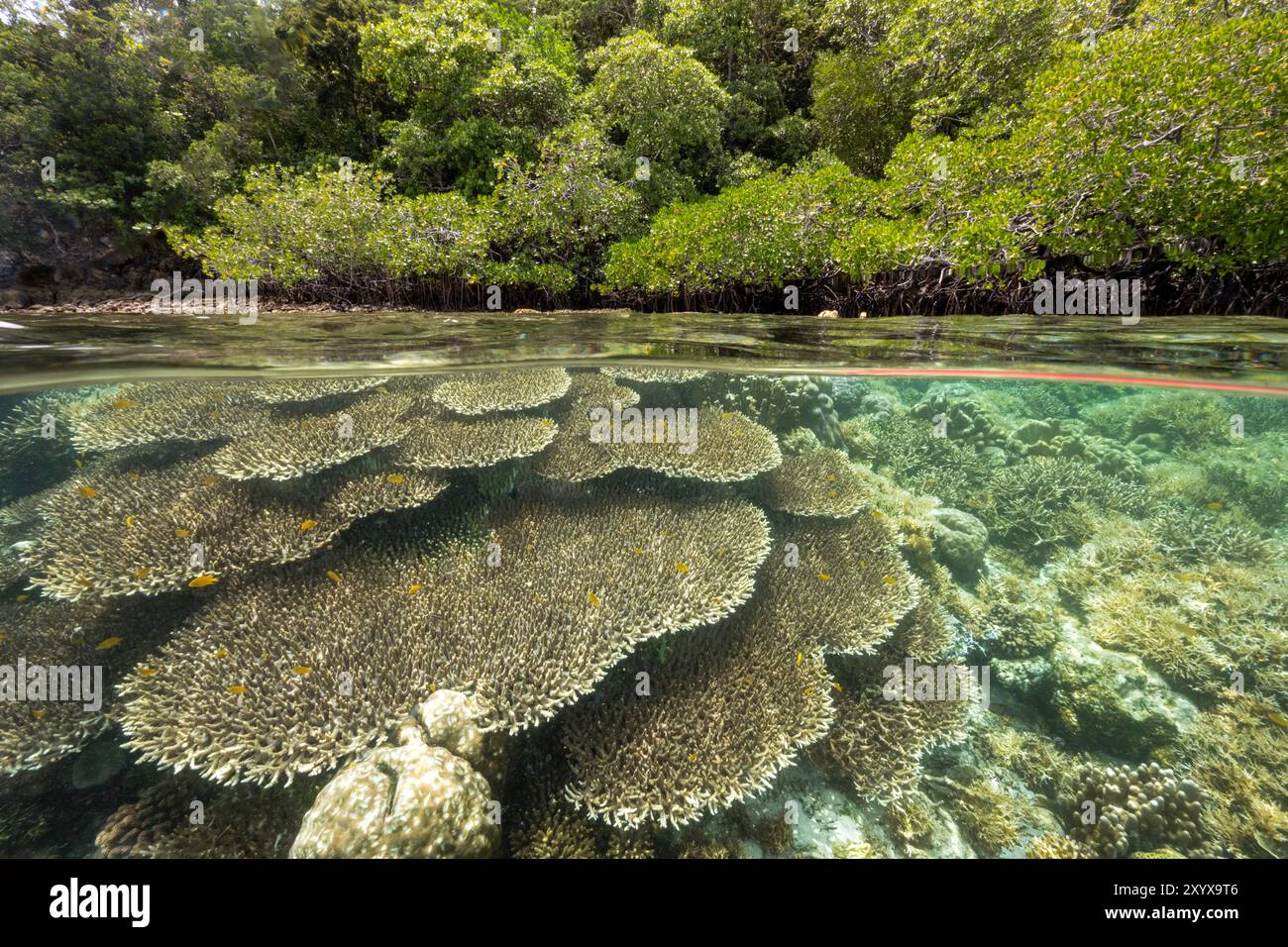 Mangrove forest and coral reefs in split shot, Gam Island Raja Ampat ...
