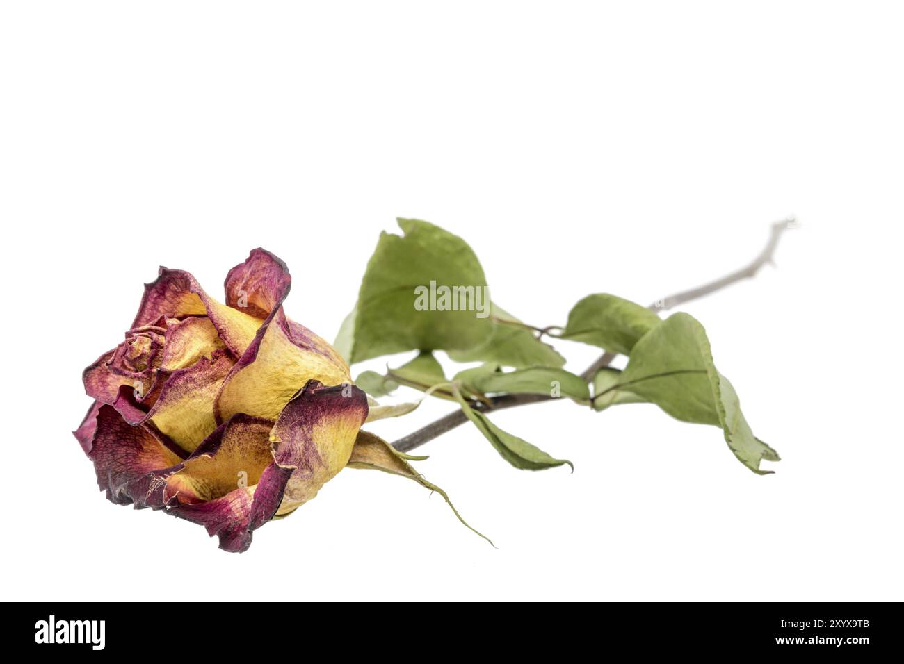 Yellow-red rose with withered leaves cropped on white Stock Photo - Alamy