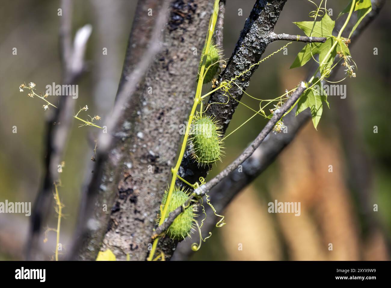 Wild cucumber, aggressive and ornamental, fast growing native plant ...