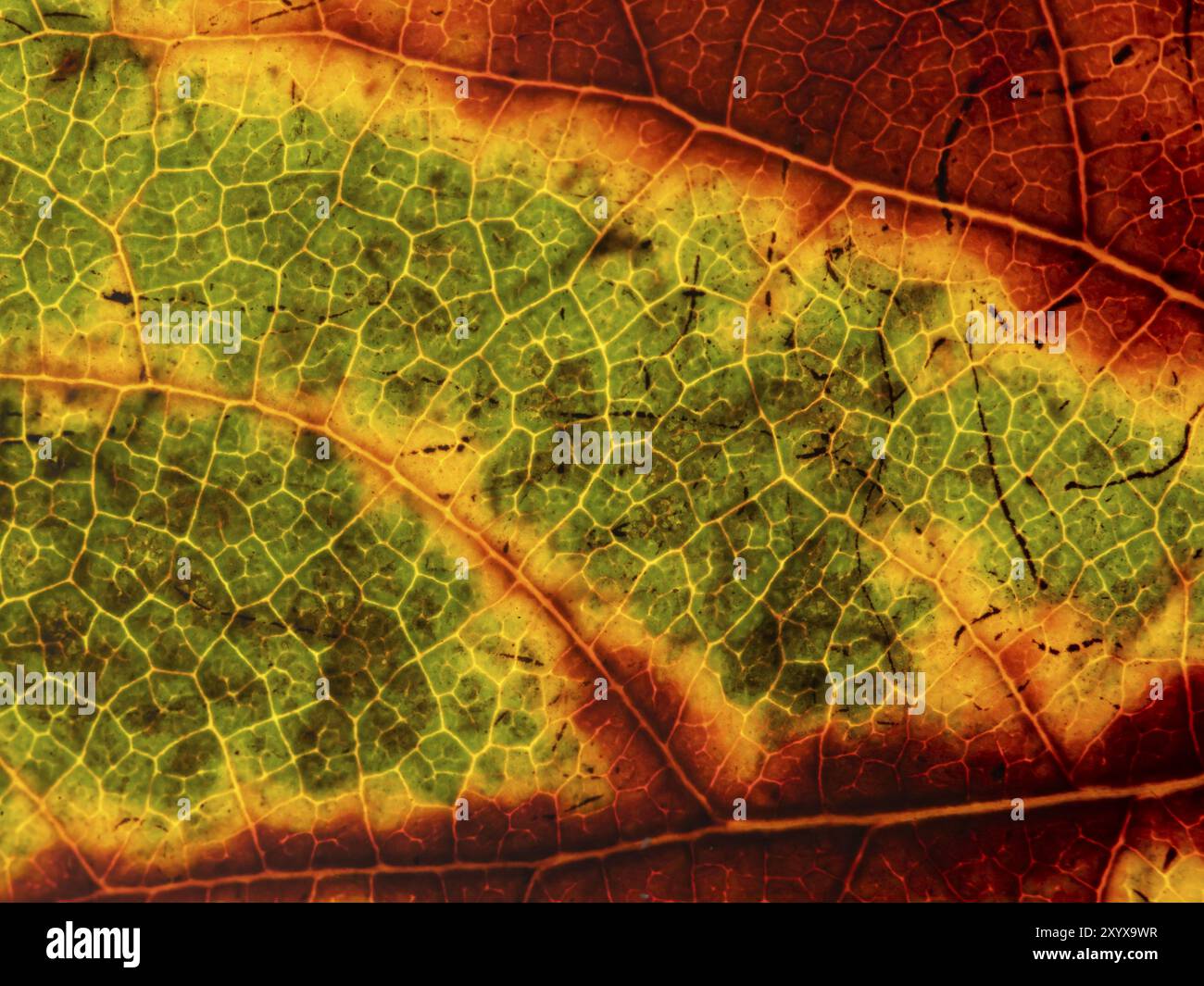 Underside of a translucent autumnal leaf in various colours. With leaf ...