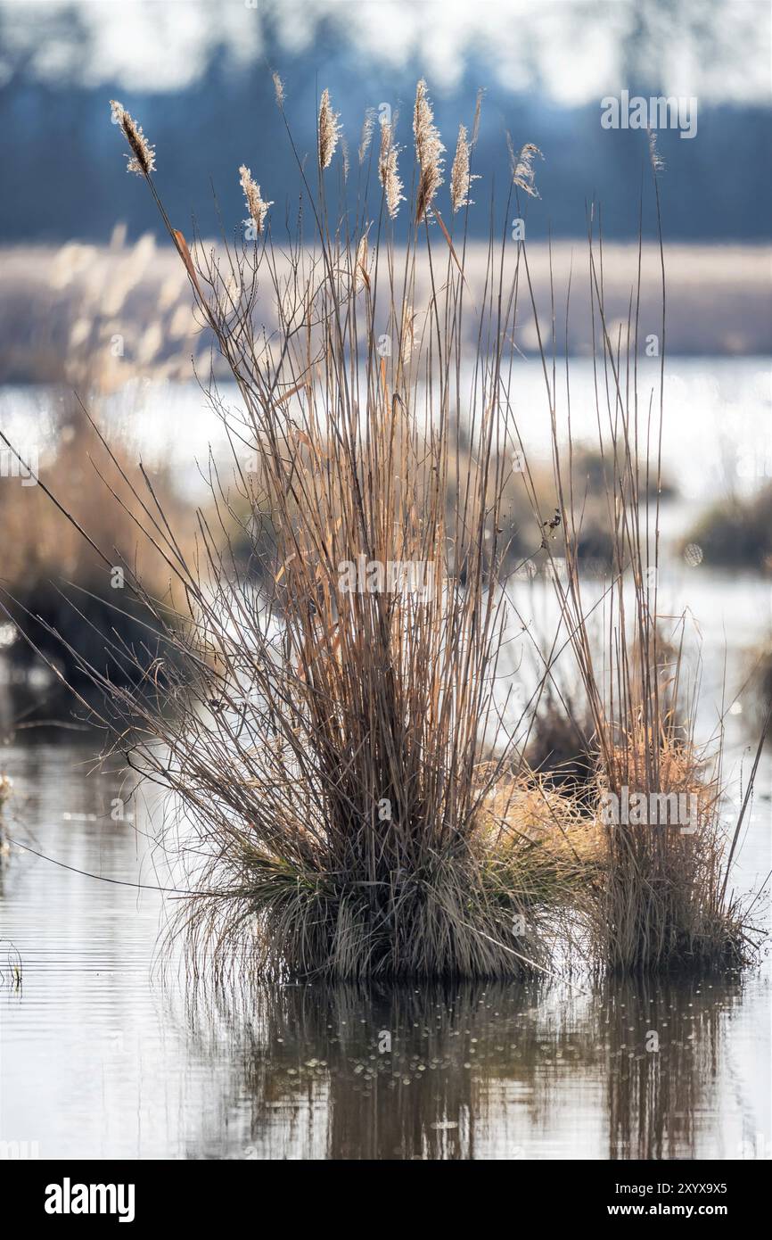 Reed island with dry grass and reflections in the water Stock Photo - Alamy