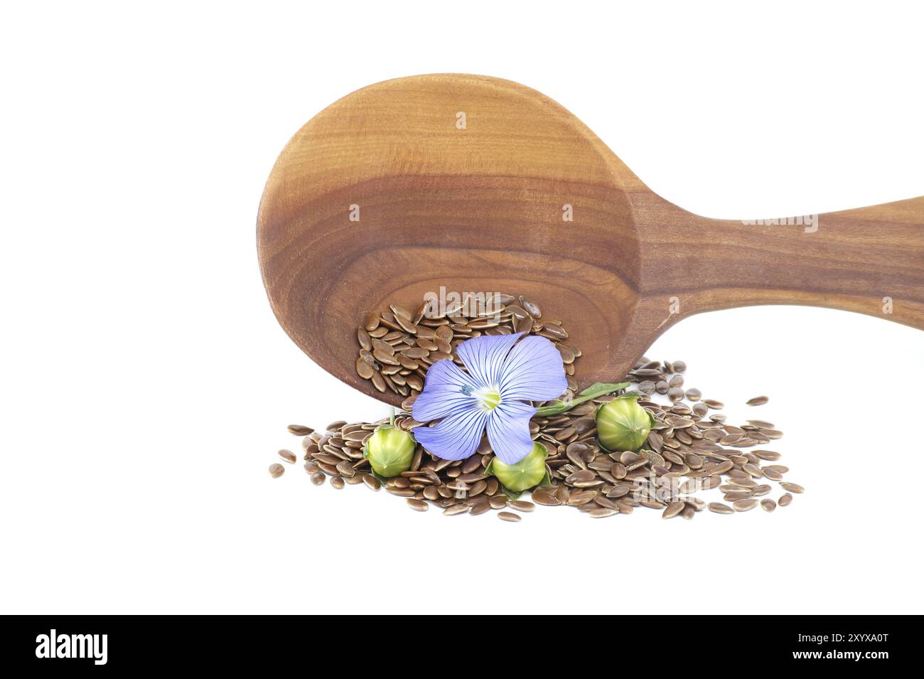 Wooden spoon filled with small brown flax seeds and a blue flax plant flowers alongside linseed ...