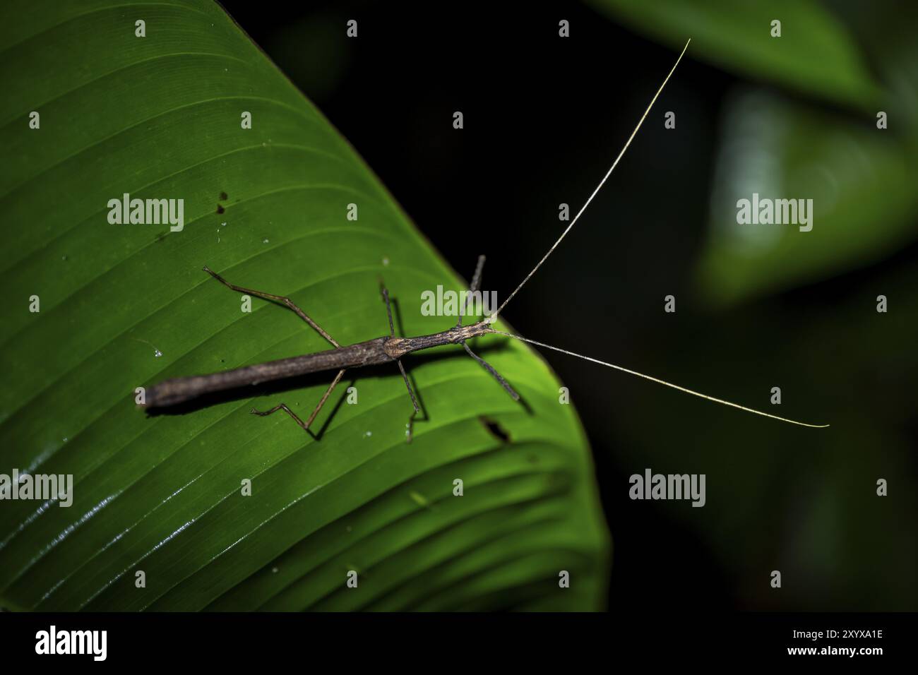 Stick insect (Phasmatodea) sitting on a leaf, at night in the tropical ...