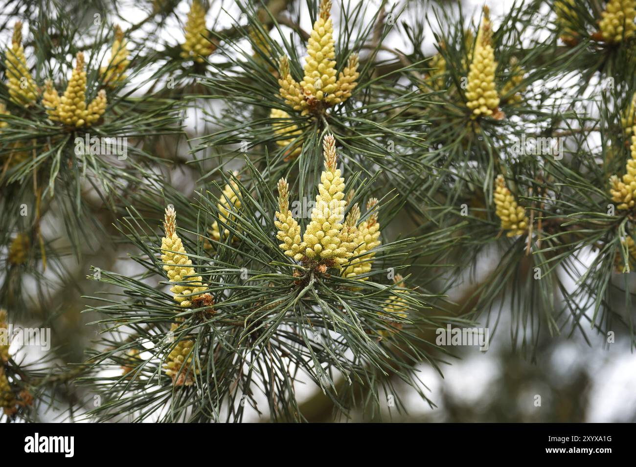 Section of pollen cone hi-res stock photography and images - Alamy