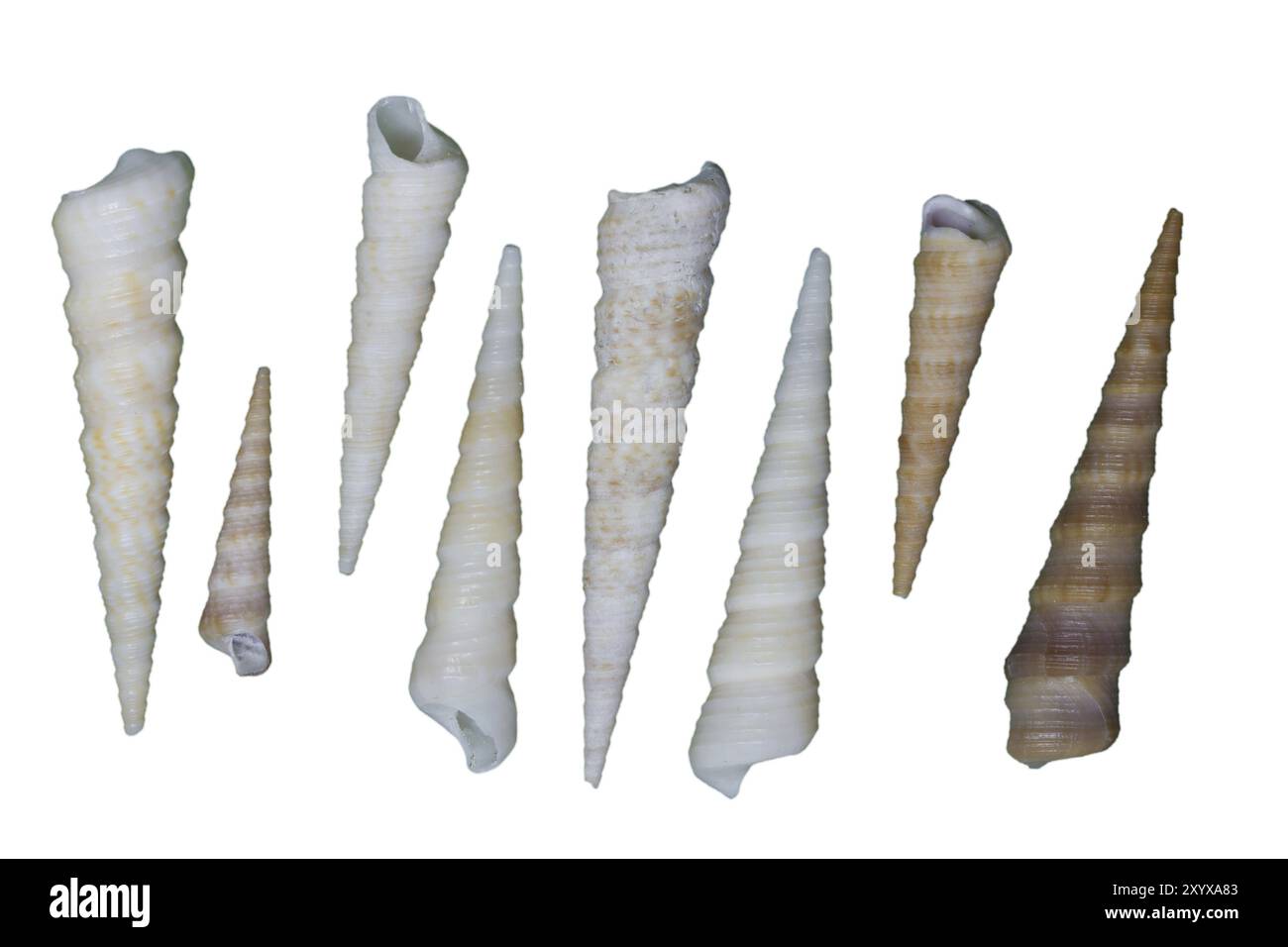 Sea snails on a white background Stock Photo - Alamy