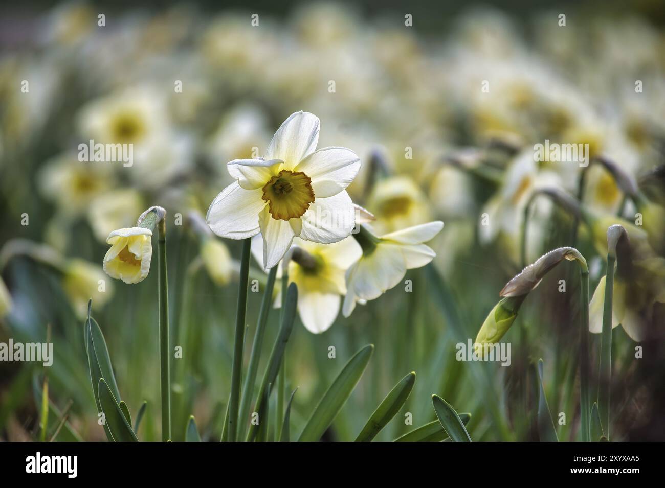 White daffodils also known as narcissus in full bloom, essence of ...