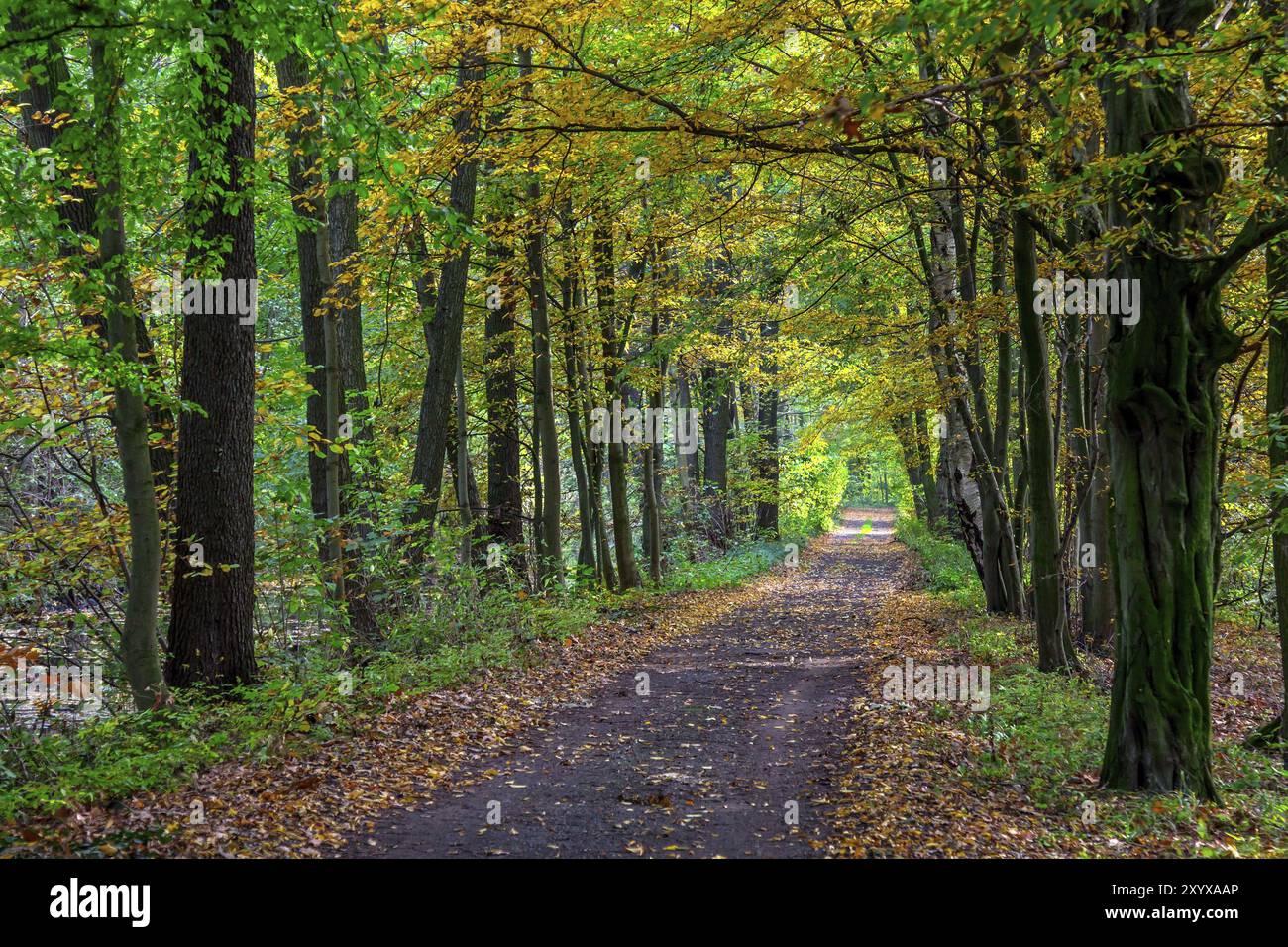 Woodland path ways hi-res stock photography and images - Alamy