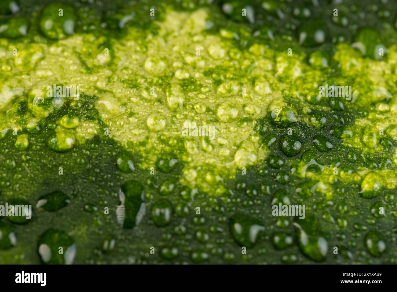 wet peel of a ripe watermelon, details of a multicolored watermelon ...