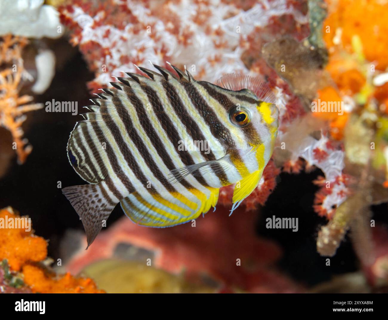 Multi barred angelfish, Paracentropyge multifasciata, Raja Ampat ...