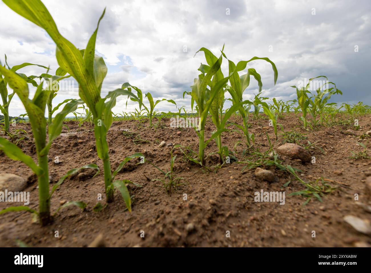 cornfield in cloudy weather, wet dirty corn in the ground after a rain ...