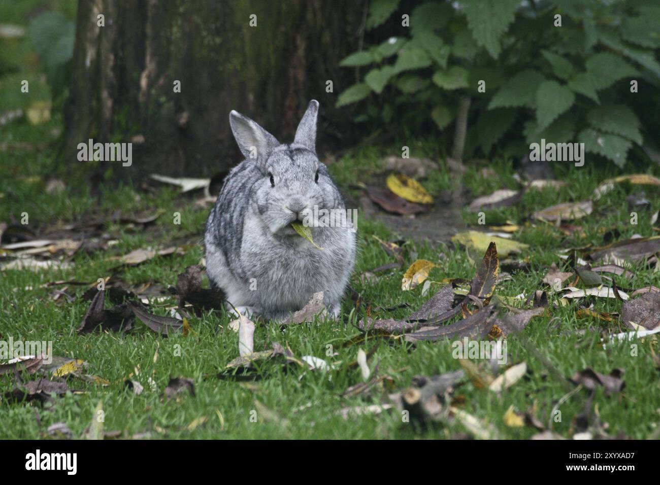 Cuddly rabbit childs toy hi-res stock photography and images - Alamy