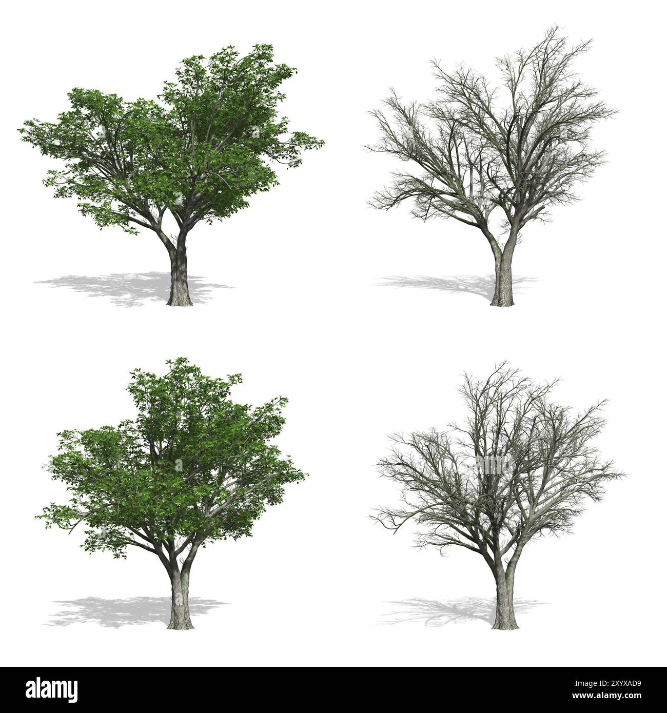 Elm trees, isolated on white background Stock Photo - Alamy