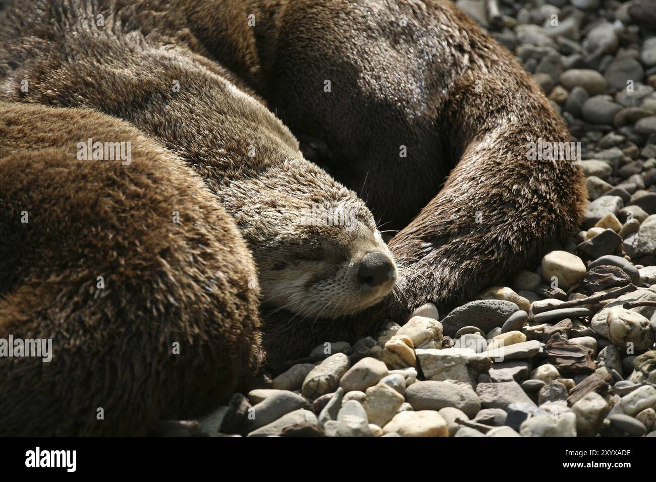 North american river otter in a zoo hi-res stock photography and images ...