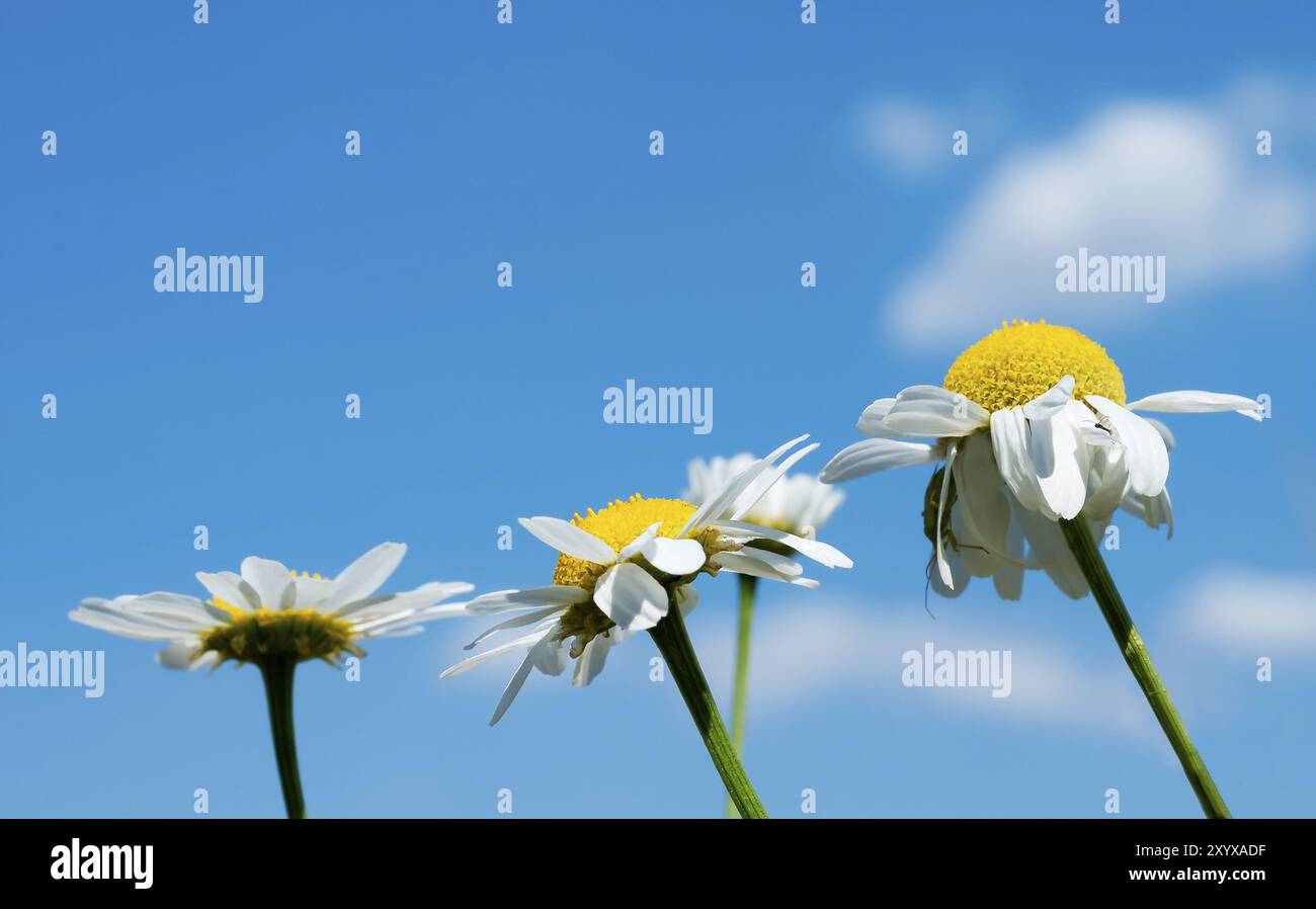 Chamomile against a bright blue summer sky. Some plants of Anthemis ...