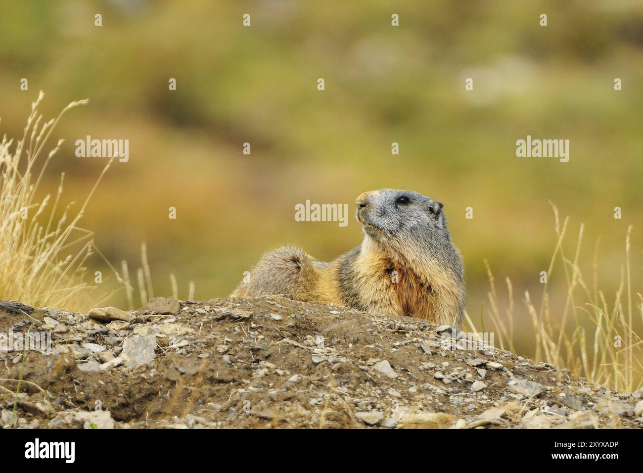 Lazy marmot hi-res stock photography and images - Alamy