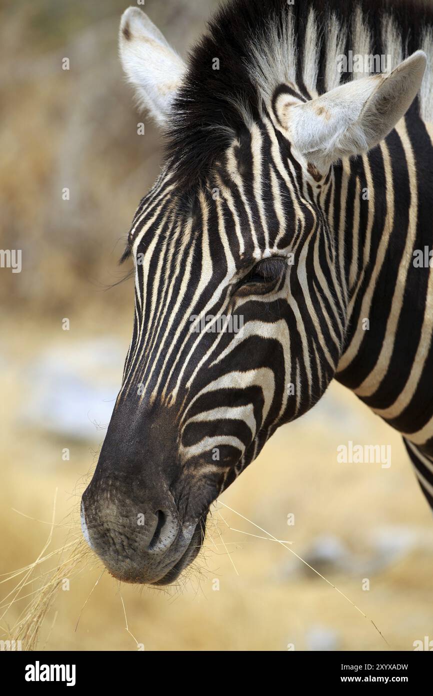Zebra facing camera hi-res stock photography and images - Alamy
